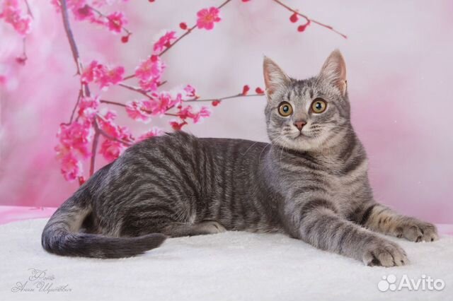 Котенок Вета-Веточка