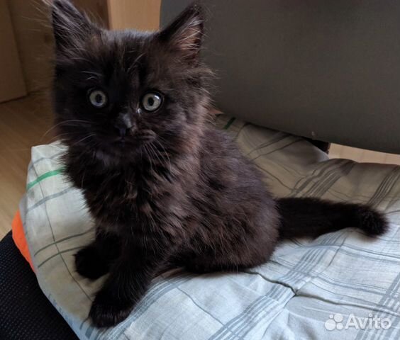 Ручной Сибирский Котёнок