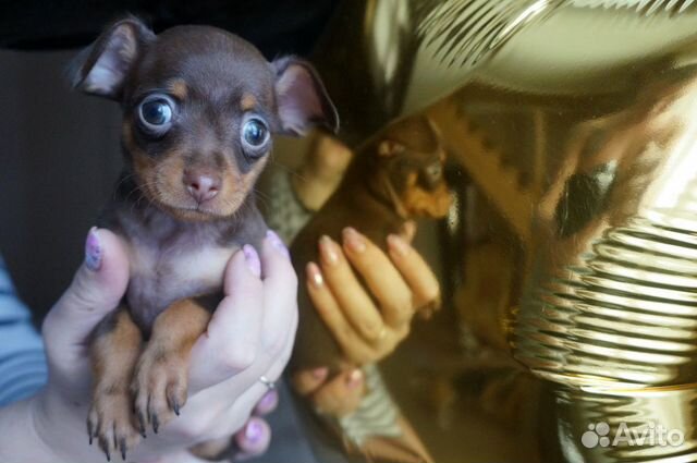 Мальчик породы русский той