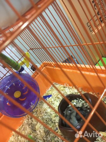 Хомяки Джингарские