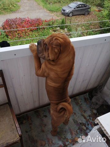 Красивый мальчик приглашает девочку на вязку