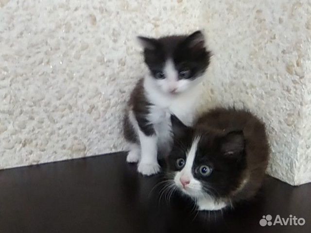 Отдадим в добрые руки милых мальчика и девочку. Ко
