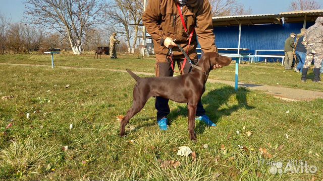 Подрощенный щенок Курцхаара