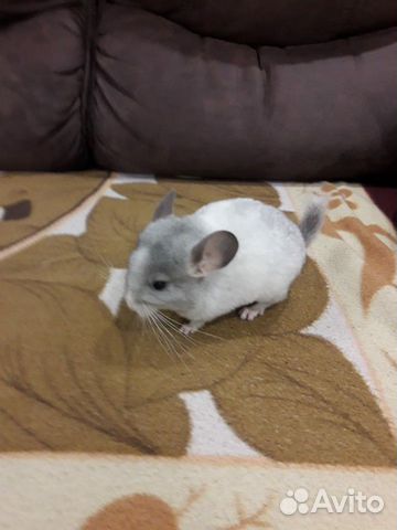 Шиншиллята