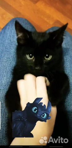Классный котёнок