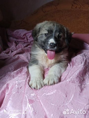 Мишка мимимишка ищет дом