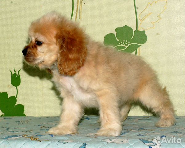 Щенок американского кокер спаниеля, девочка