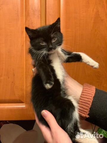 Котёнок ищет мам и пап