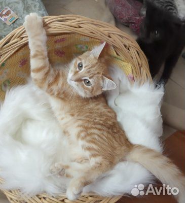 Котенок в добрые руки