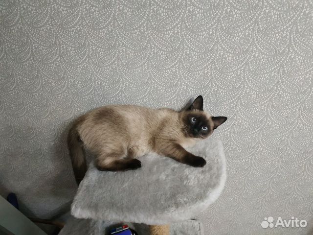 Отдам кота