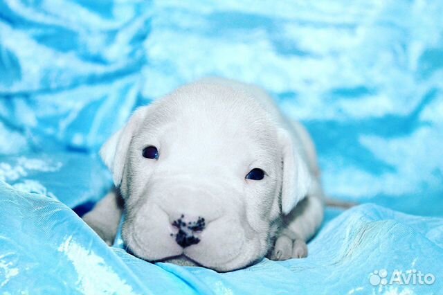 Щенок Аргентинского дога, пэт класс