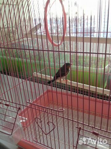 Экзотические птицы