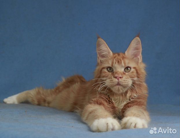 Большое рыжее счастье Simba