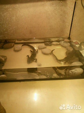 Продам тритонов с аквариумом)