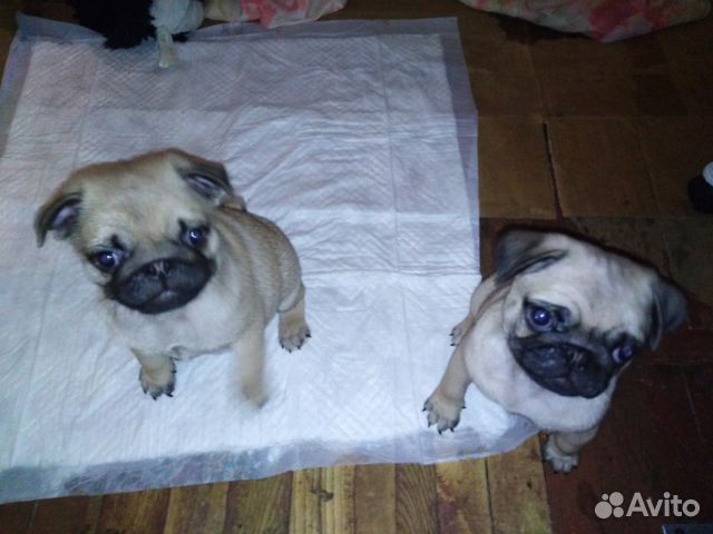 Мопс кабель