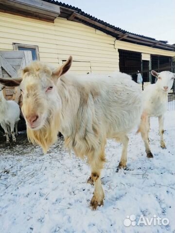 Зааненский козел