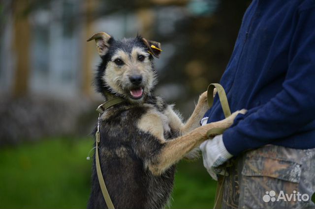 Мотя собака-обнимака