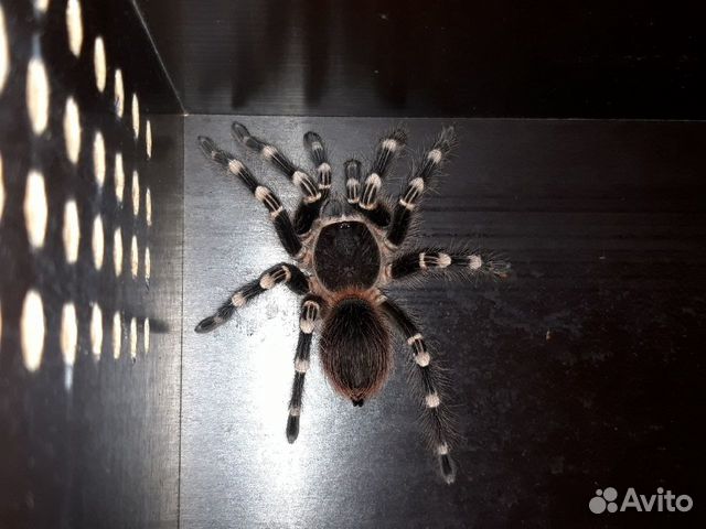 Аcanthoscurria geniculata (паук-птицеед)