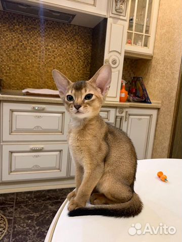 Котёнок абиссинка