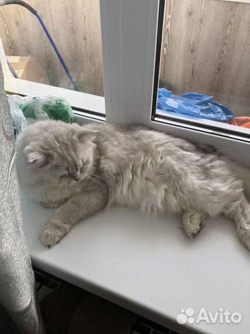 Кошка