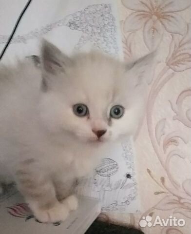 Вислоухая и прямоухие осенние котятки