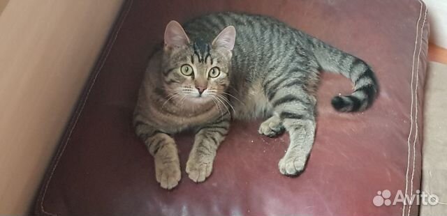 Чудесный котенок 4,5мес метис бенгала мальчик