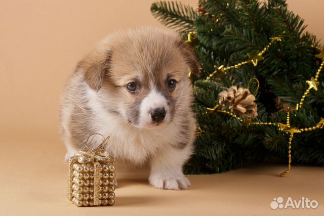 Королевские детки