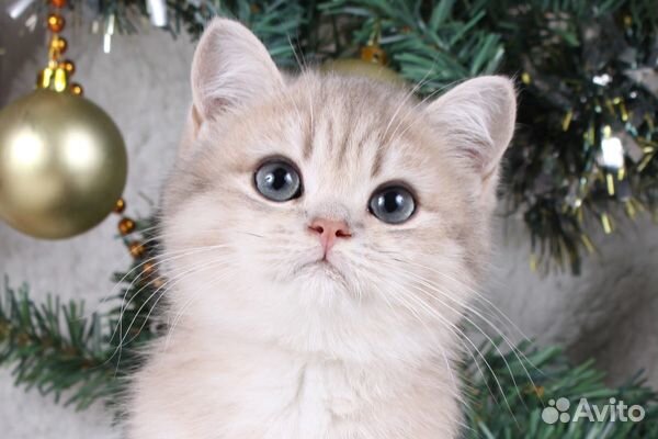 Британский мальчик Хулиган