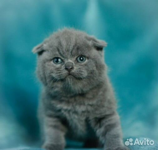 Резерв котят к новому году