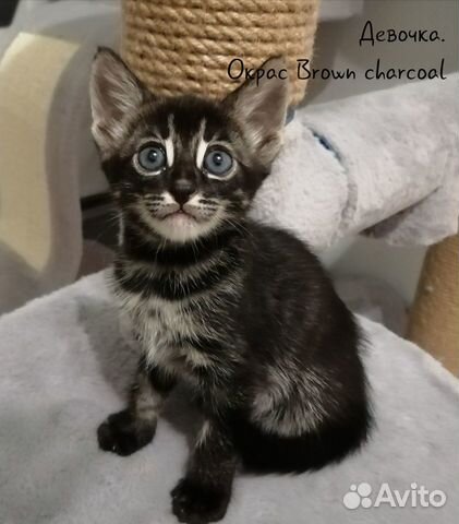 Бенгальские котята
