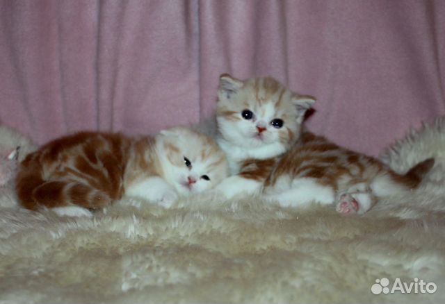 Клубные шотландские котята