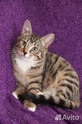 Котенок Мурчик. 3,5 месяца