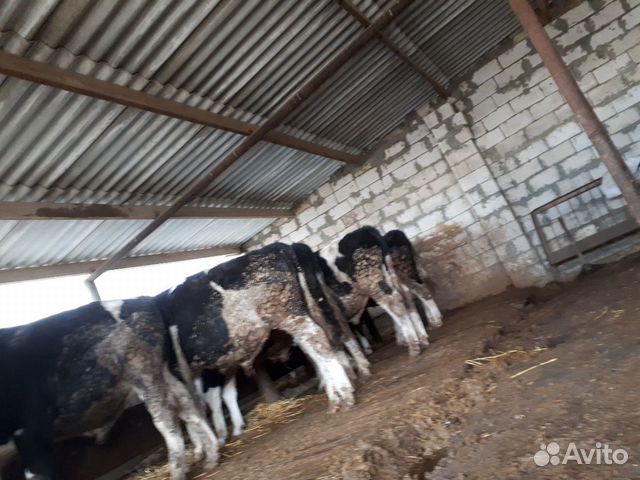 Бычки откормленные