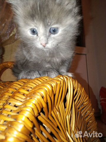 Котёнок девочка