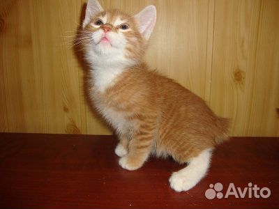 Котята рысята-курильские бобтейлы