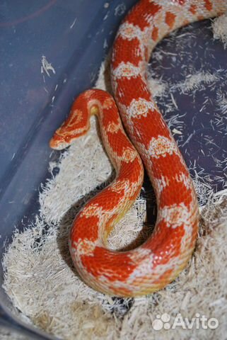 Маисовый полоз морфы "Amel"