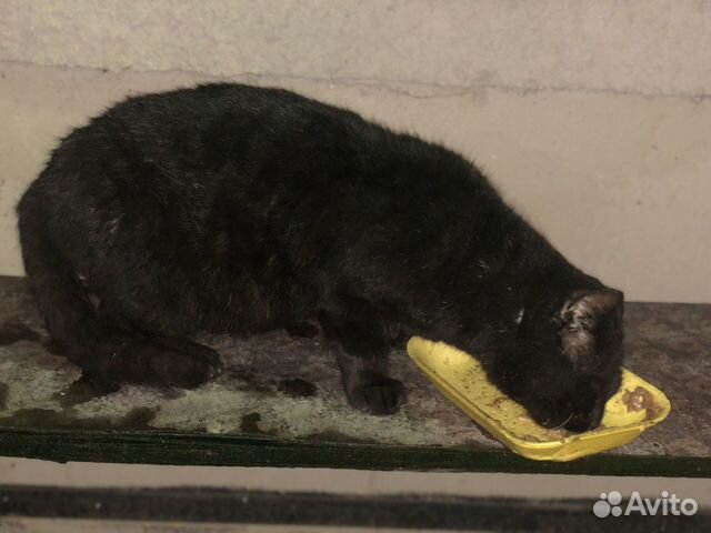 Ласковый чёрный котик в добрые руки