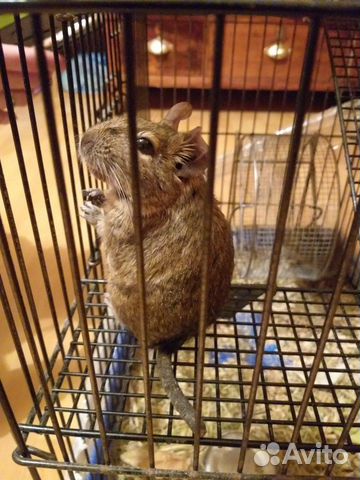 Дегу чилиский белки