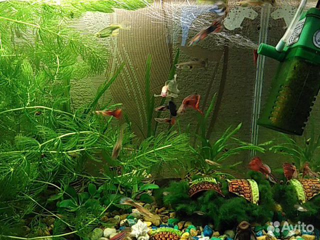 Гуппи и роголистник