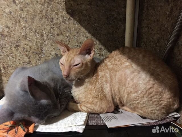 Корниш-рекс