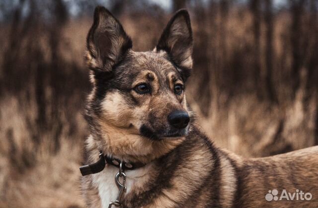 Дейзи из приюта в хорошие руки