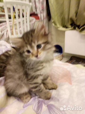 Котенок Сима ищет семью