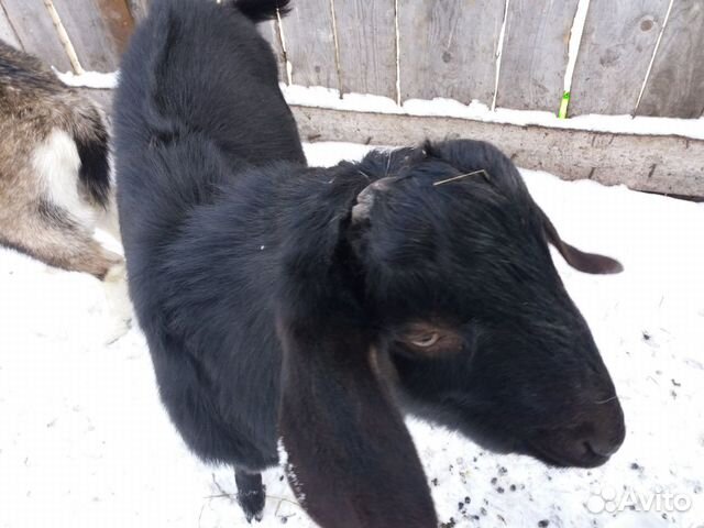 Козел нубийский на вязку