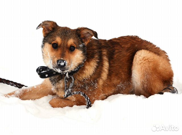 4 щенка ищут дома