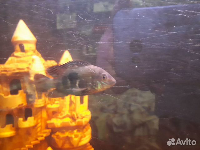 Акары берюзовые малыши