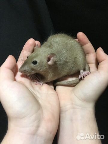 Крысята бурмиз сиам