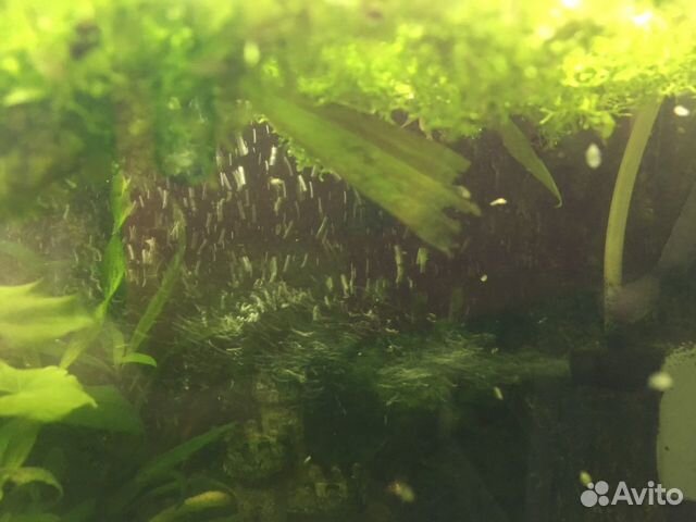 Ряска риччия