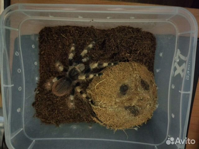 Паук птицеед Nhandu Coloratovillosus L12