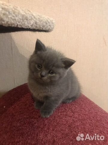 Шотландский прямоухий мальчик