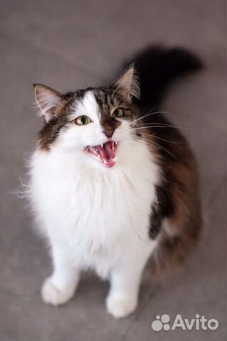 Лялькин ищет дом